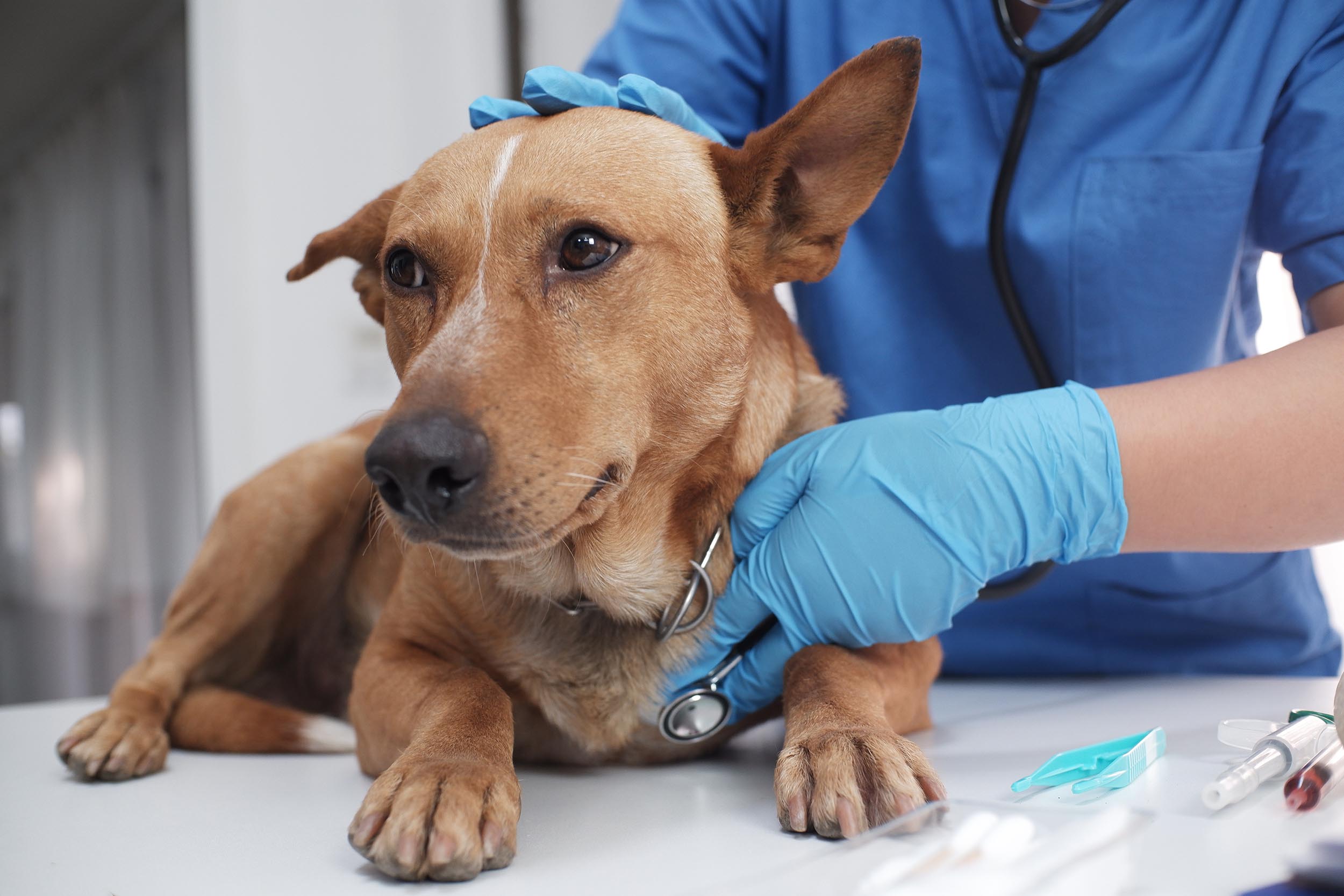 Diagnosing Exotic Animal Emergencies: GI Stasis and Liver Torsion ...